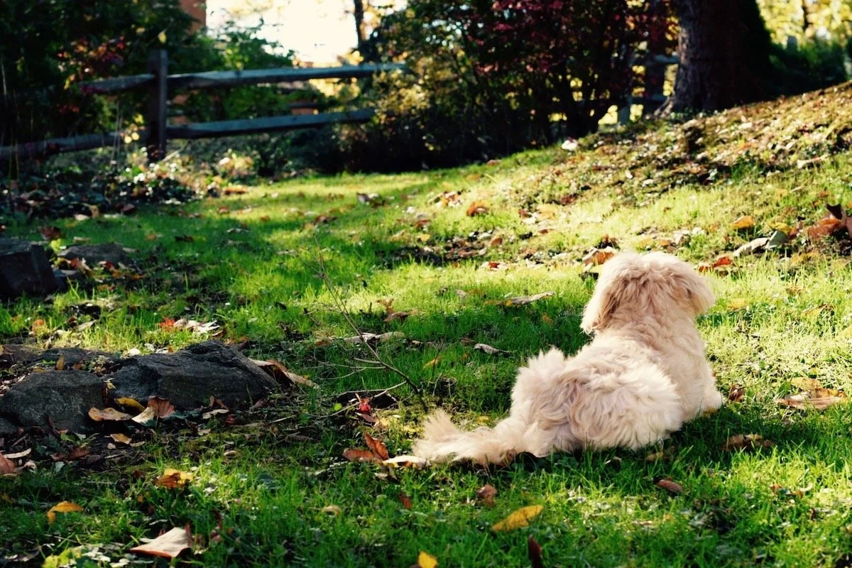 How To Tell When Your Dog Is Ready To Transition