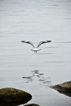 Seagull Symbolism: 10 Spiritual Messages Of The Seagull