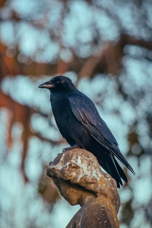 Crow Symbolism: 8 Spiritual Meanings of the Crow — Amanda Linette Meder