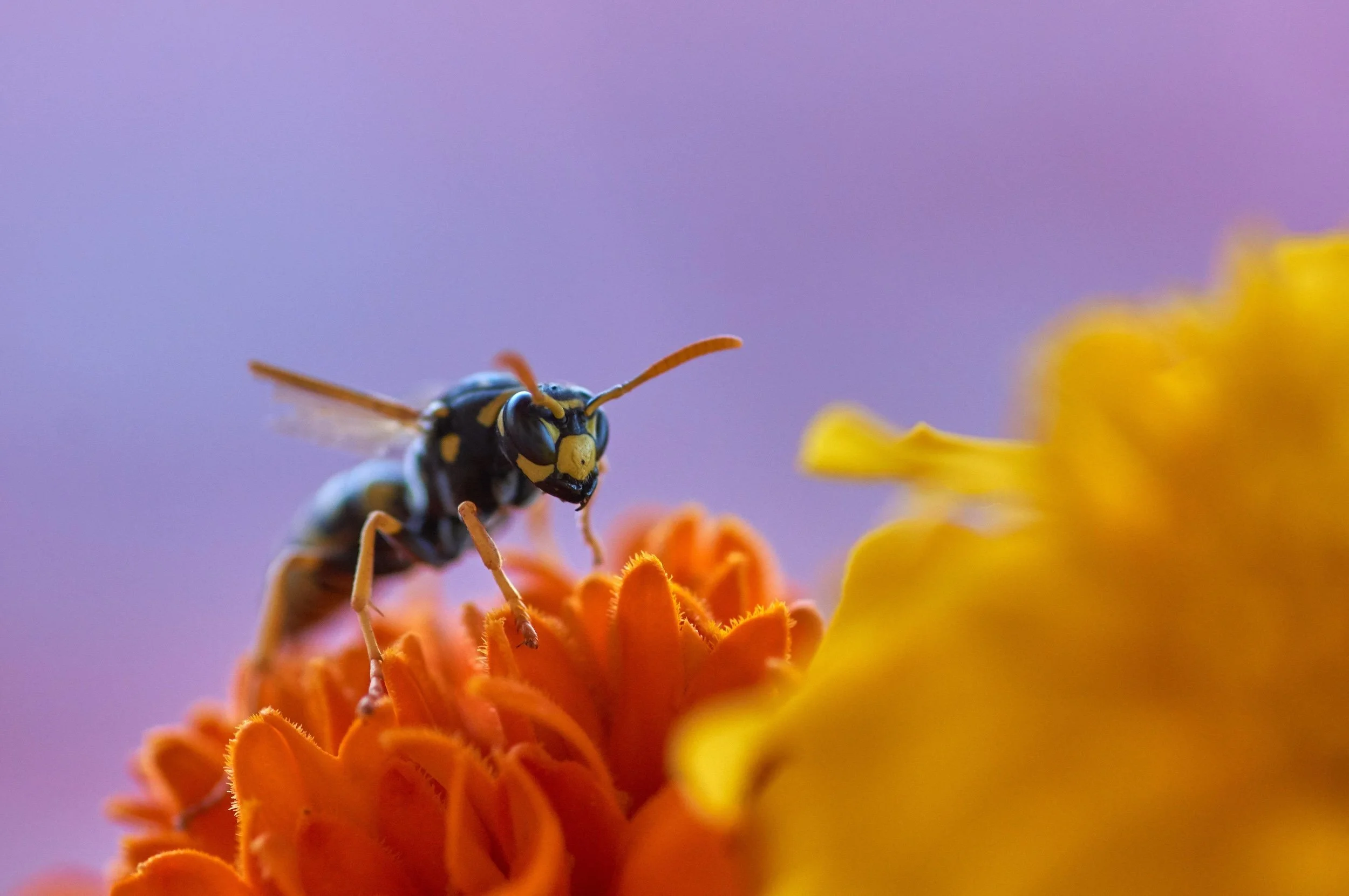 Wasp Symbolism: 7 Spiritual Meanings of Wasps — Amanda Linette Meder