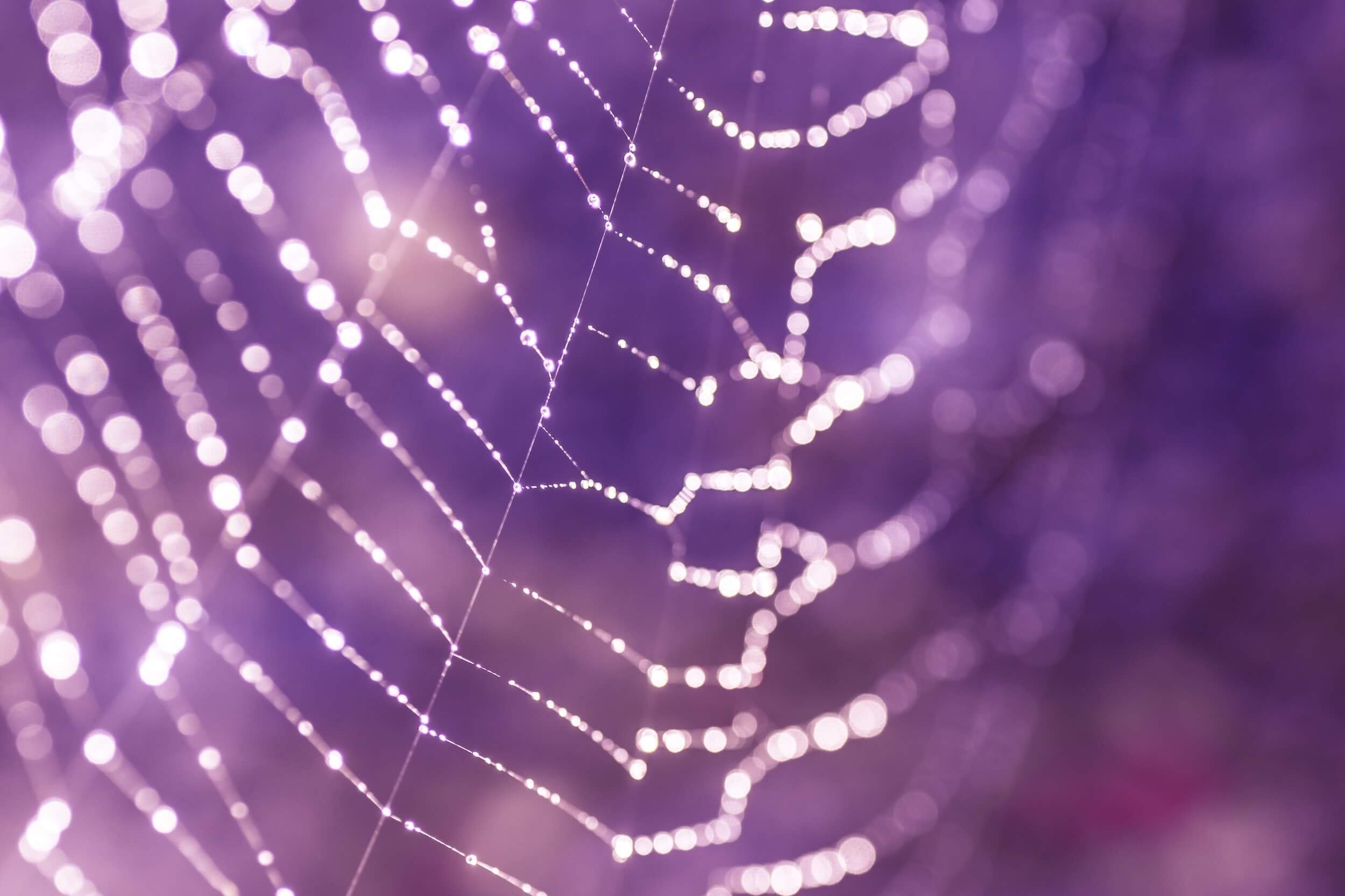 Spider Symbolism: 7 Spiritual Messages of the Spider — Amanda Linette Meder
