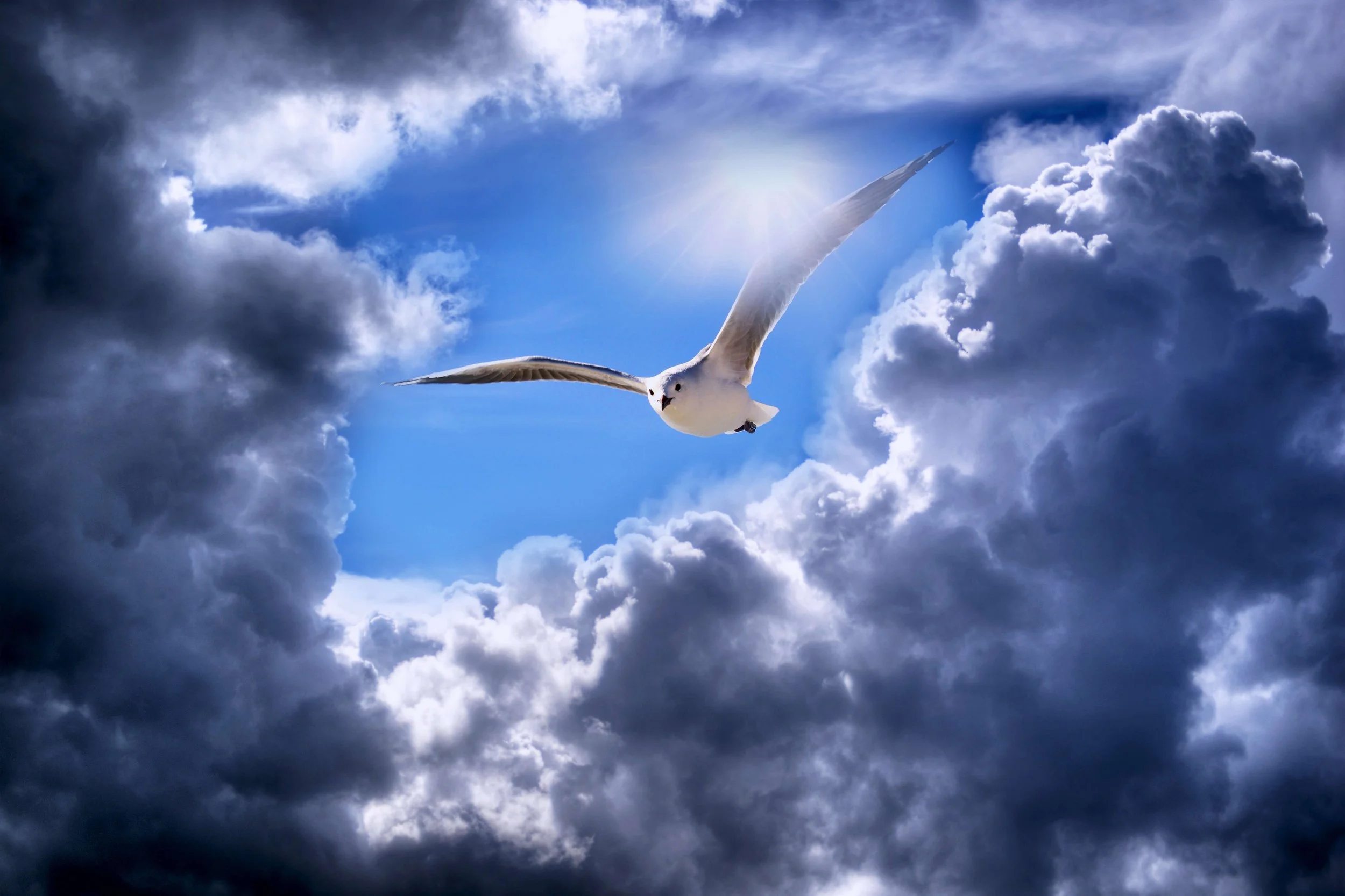 Seagull Symbolism: 10 Spiritual Messages Of The Seagull — Amanda ...