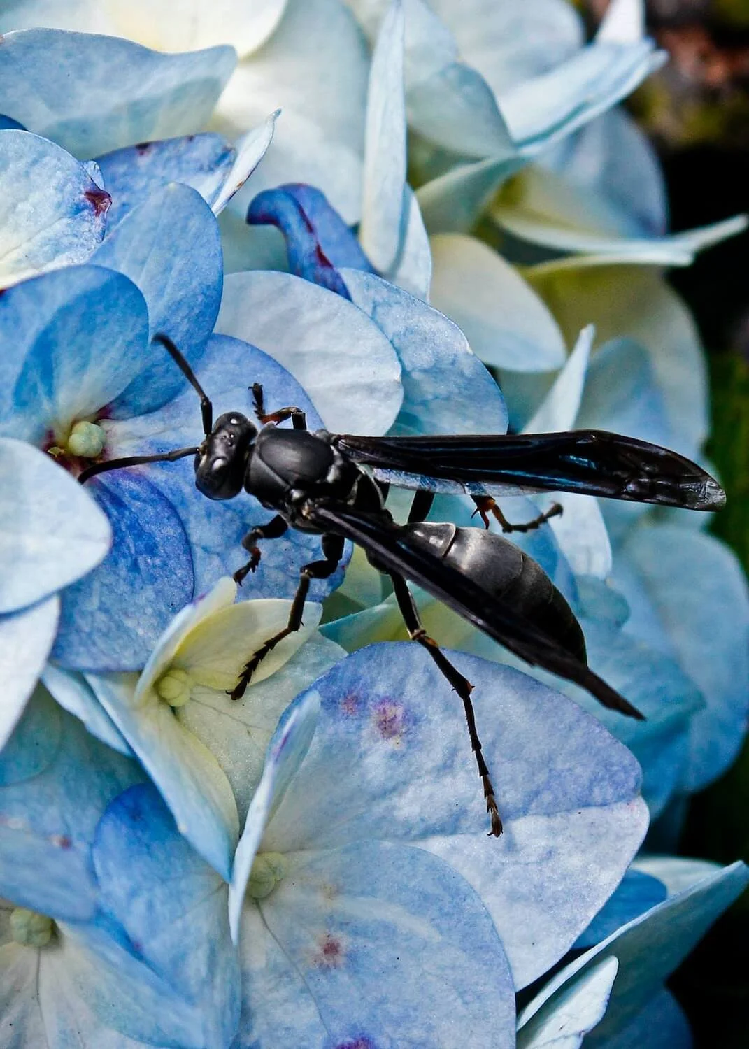 Wasp Symbolism: 7 Spiritual Meanings of Wasps — Amanda Linette Meder