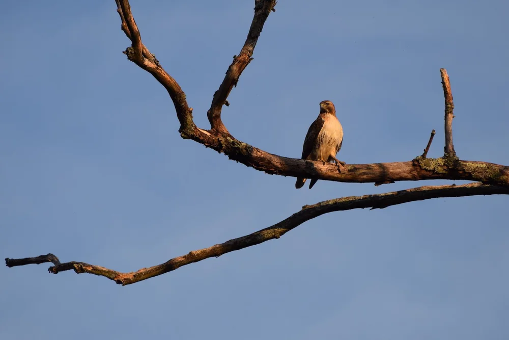 Hawk Symbolism — Amanda Linette Meder