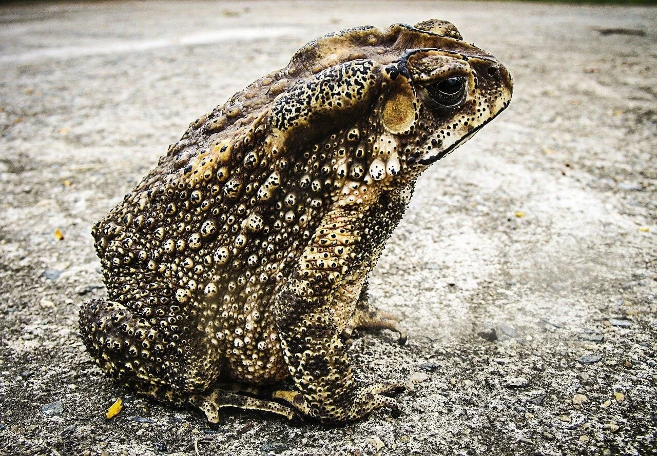 Toad Symbolism: Toad Totem Spirit Animal Meaning — Amanda Linette Meder