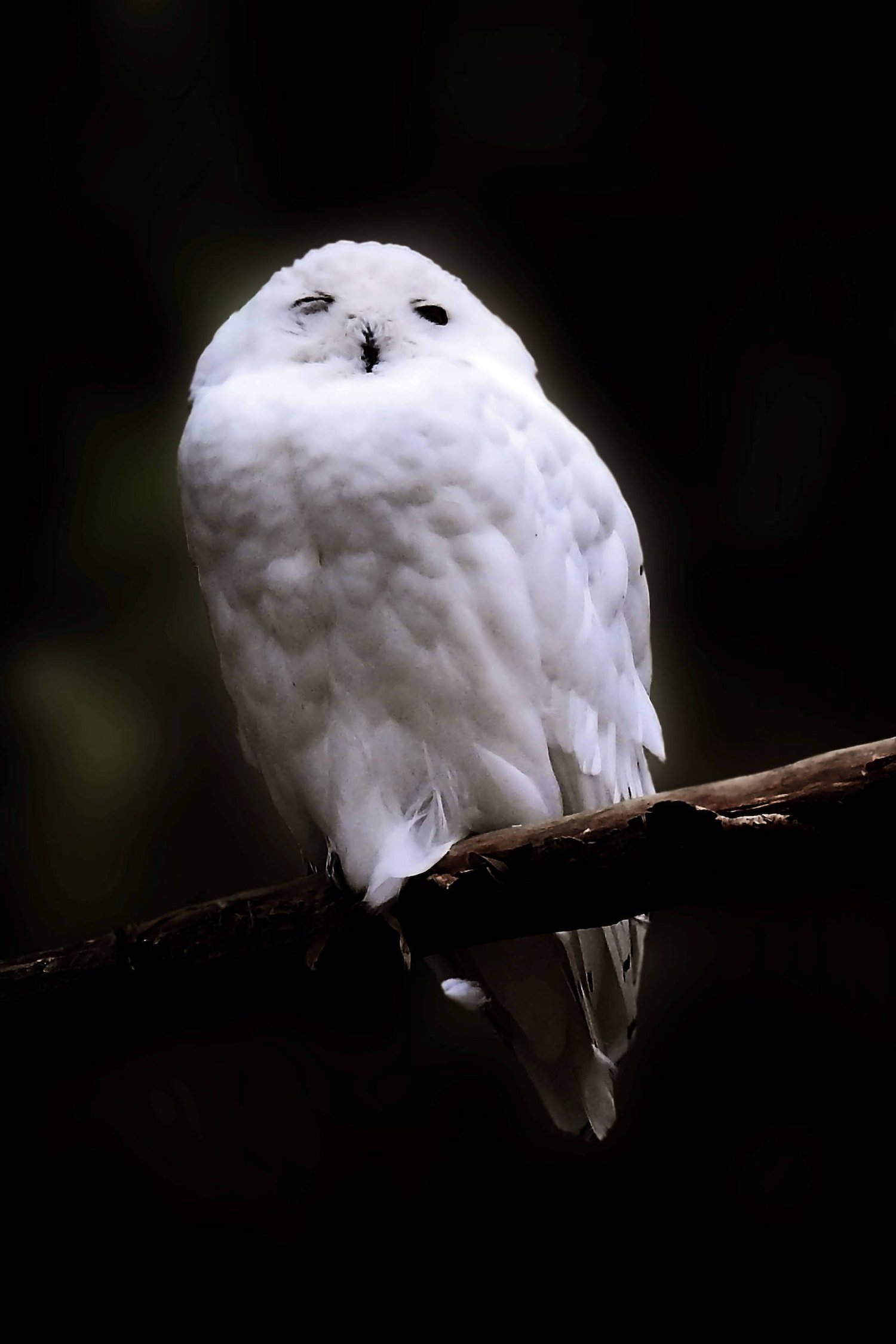 Owl Symbolism: 9 Spiritual Meanings of this Mystical Bird — Amanda ...