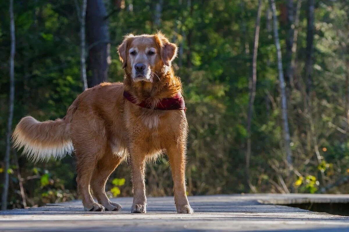 10 Signs Your Pet Is Visiting You From The Afterlife — Amanda Linette Meder