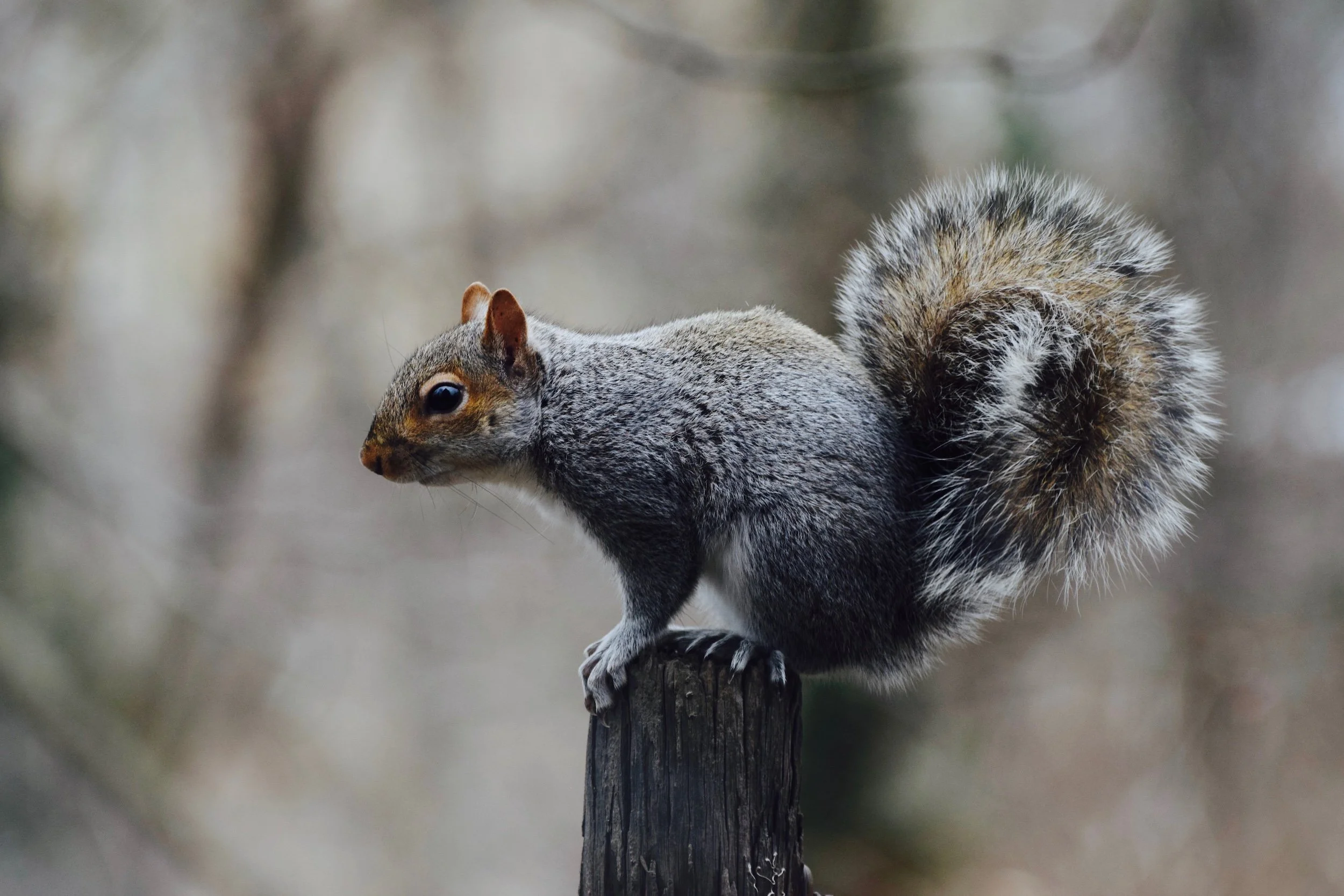 Squirrel Symbolism: 7 Spiritual Meanings of the Squirrel — Amanda ...