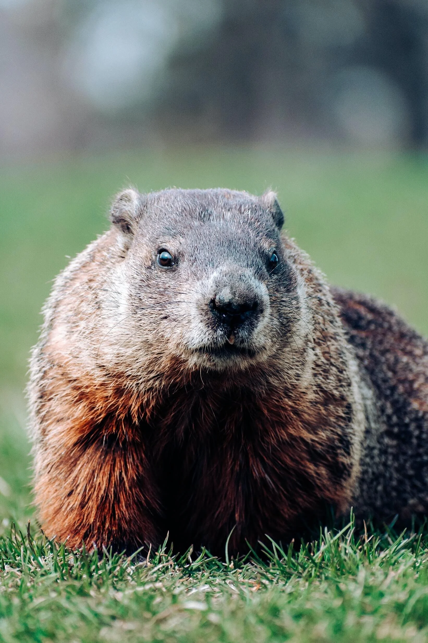 Groundhog Symbolism: 9 Spiritual Meanings of Groundhogs — Amanda ...