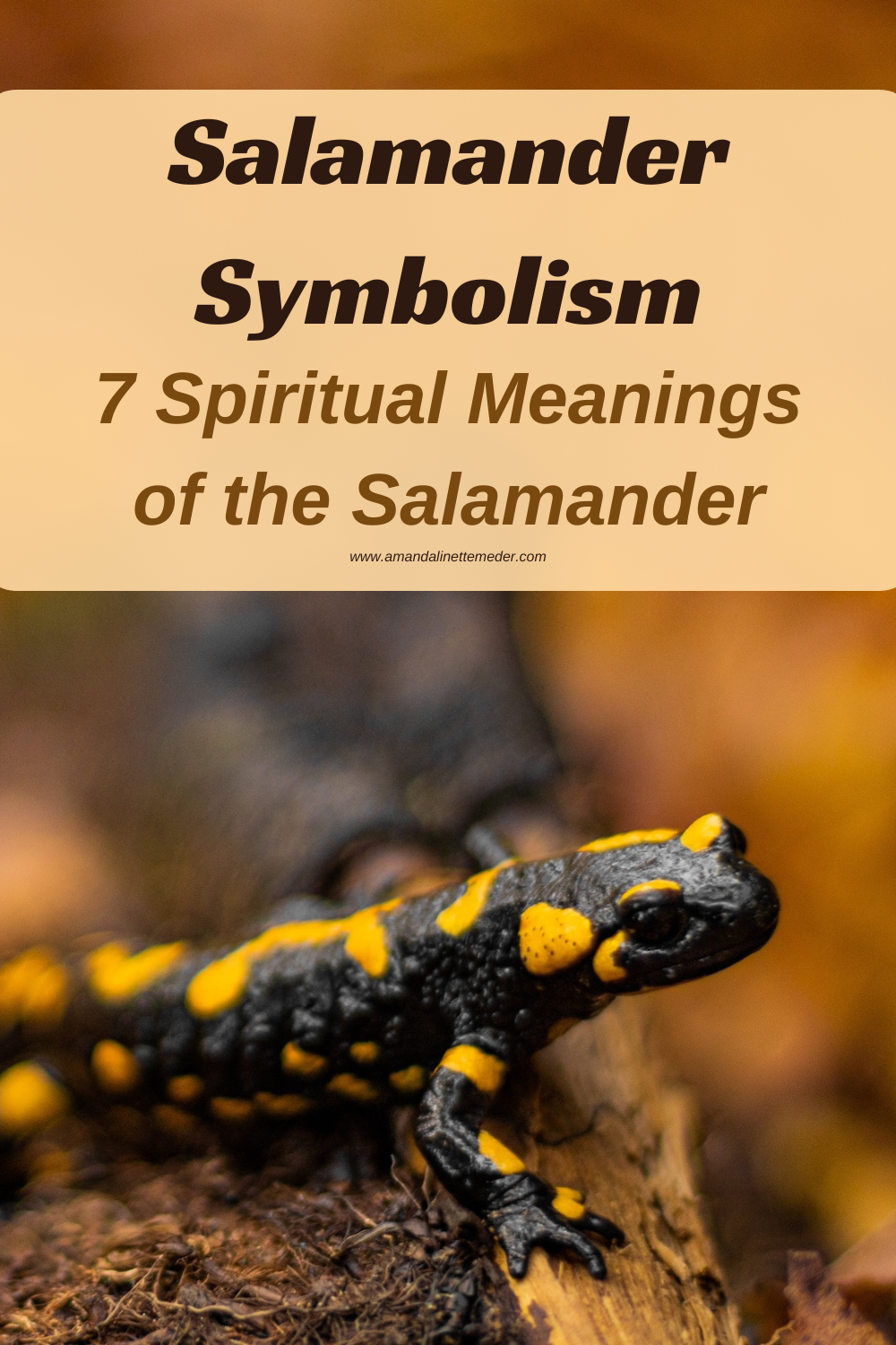 Salamander Symbolism: 7 Spiritual Meanings of the Salamander — Amanda ...