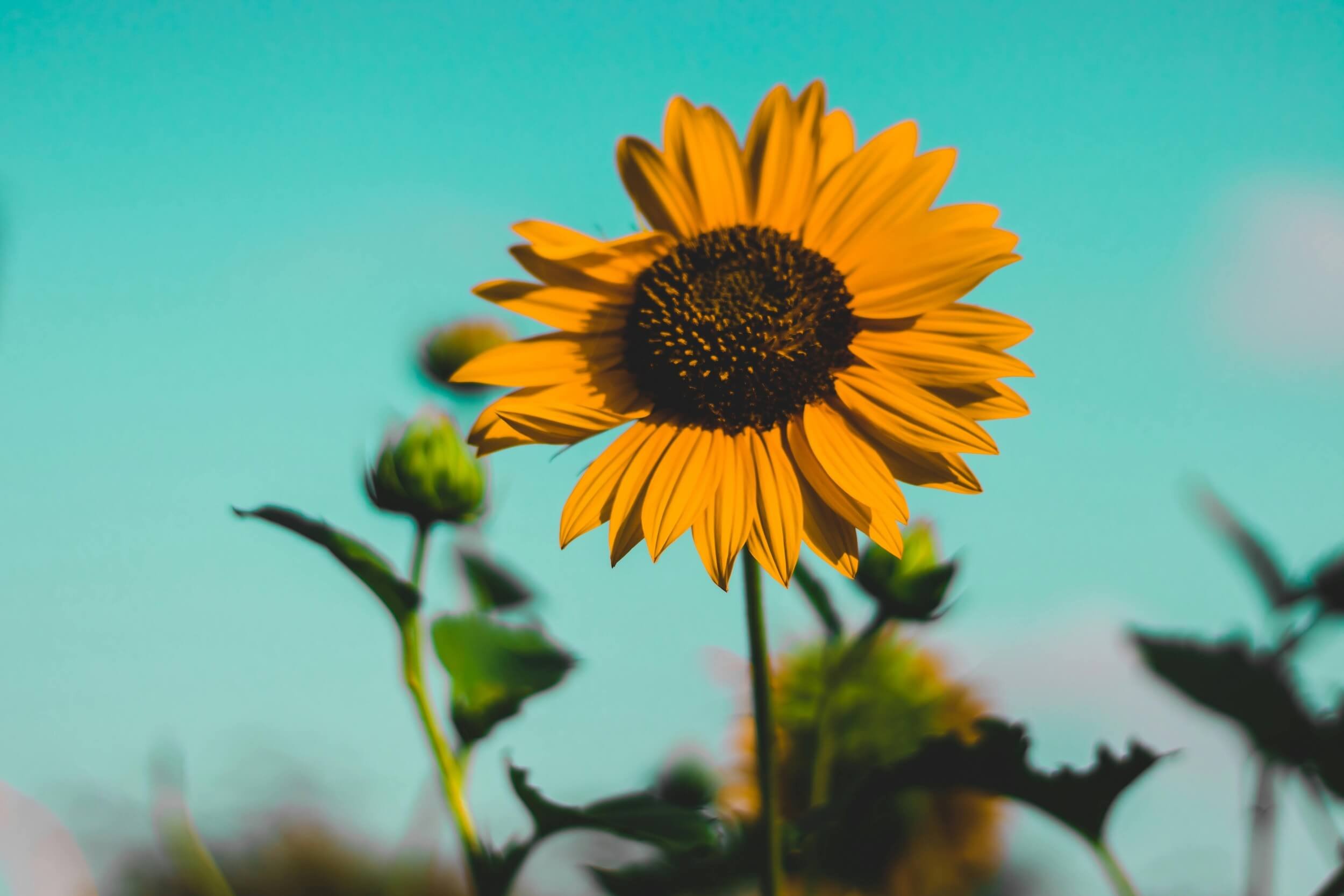 5 Ways the Summer Solstice Holds Spiritual Power