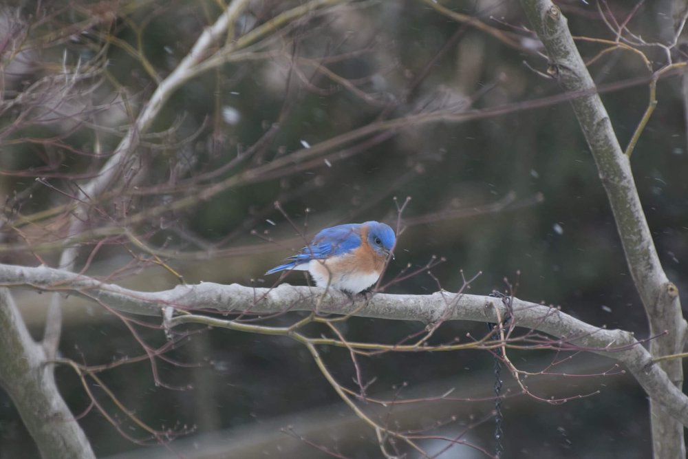 9 Symbolic Meanings of the Bluebird