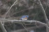 9 Symbolic Meanings of the Bluebird