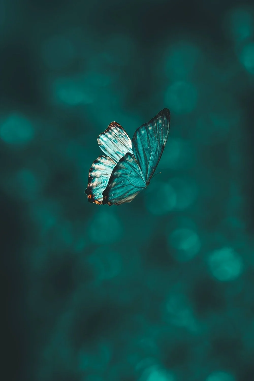 Butterfly Symbolism: 10 Spiritual Meanings of Butterflies