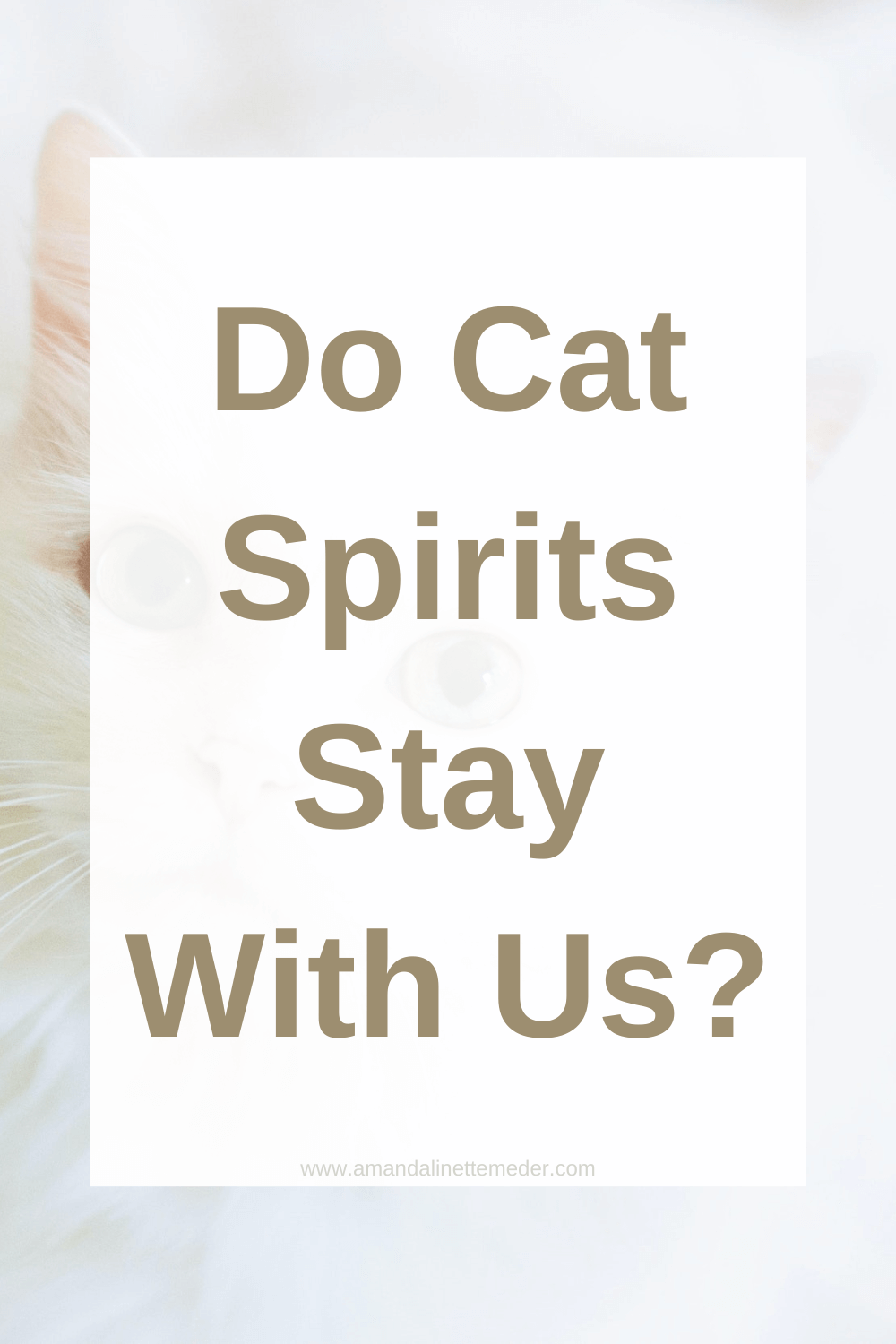 Do Cat Spirits Stay With Us?