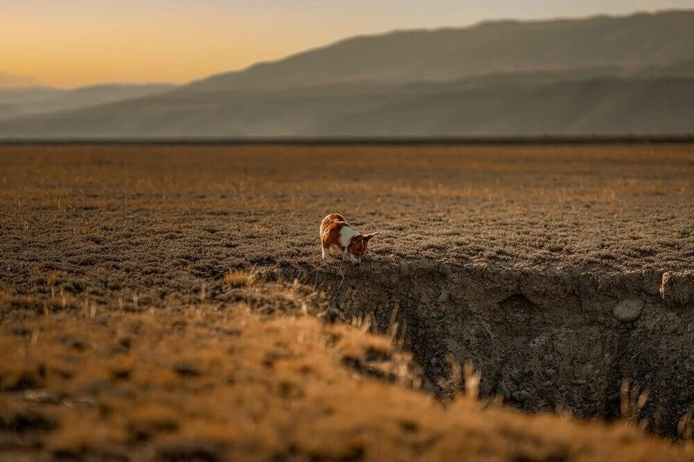 Do All Dogs Go To Heaven? Pets & The Afterlife