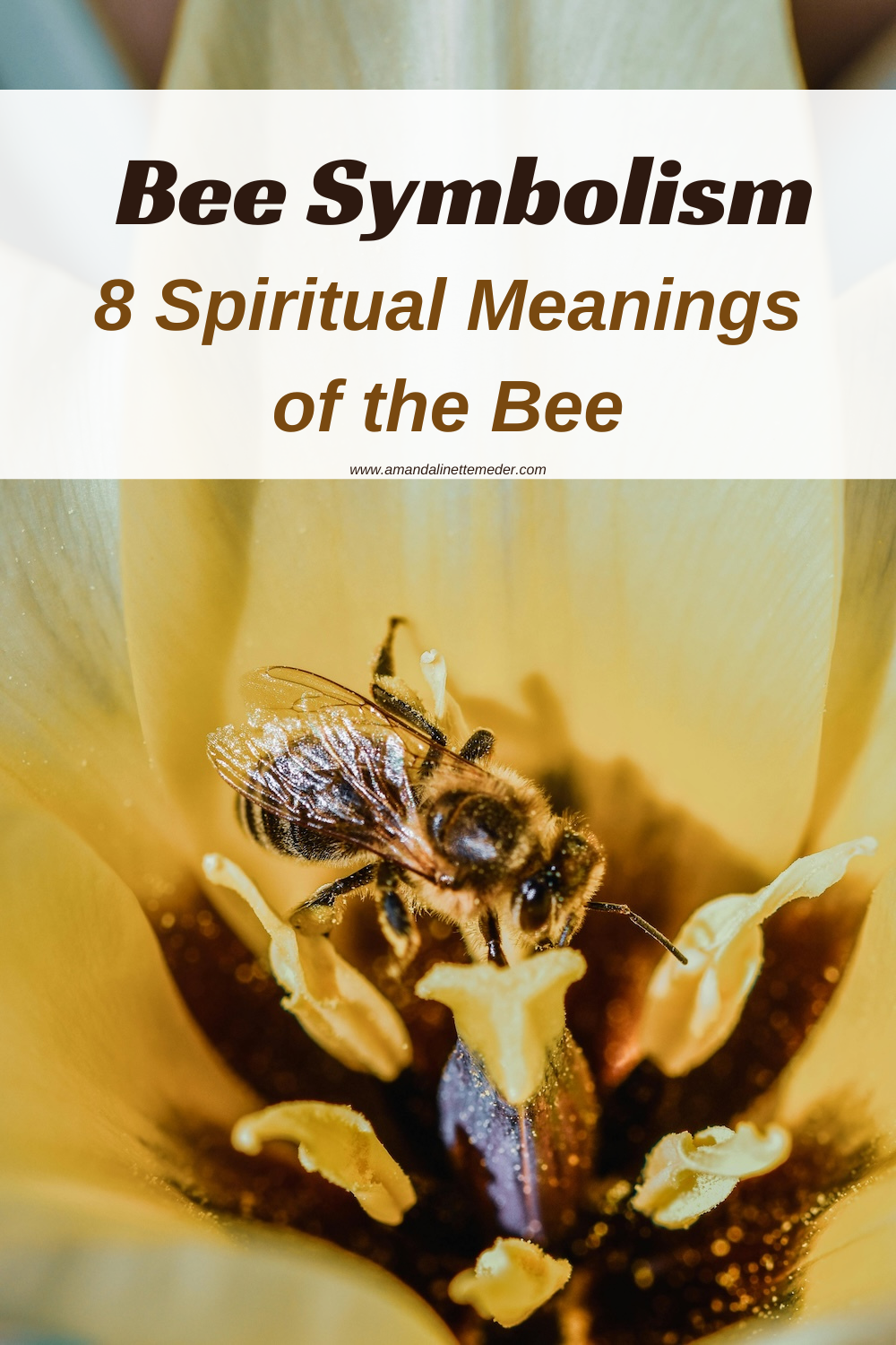 Bee Symbolism: 8 Spiritual Meanings of the Bee — Amanda Linette Meder