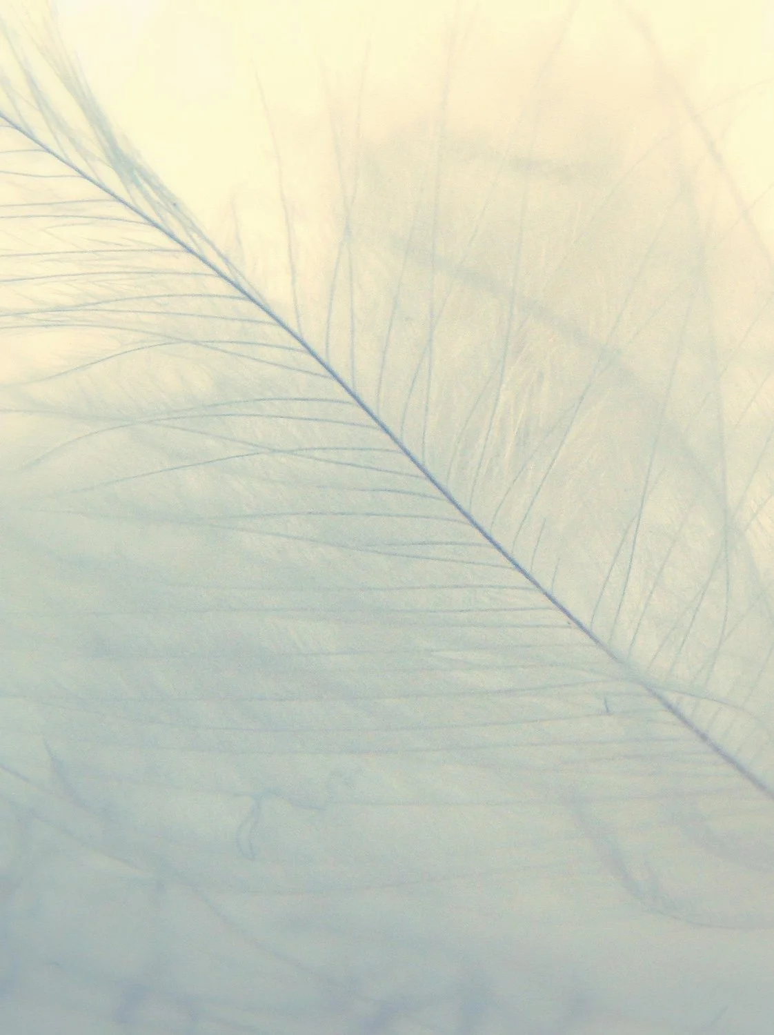 Spiritual Meaning Of Feathers Found In The Wild