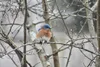 9 Symbolic Meanings of the Bluebird