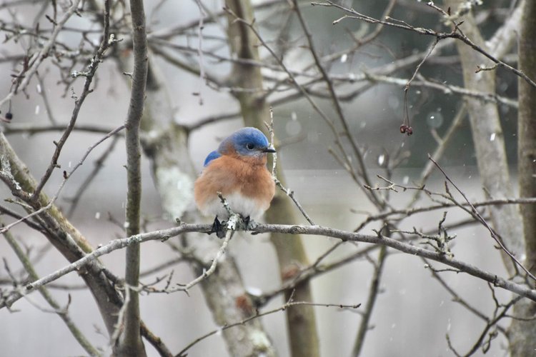 9 Symbolic Meanings of the Bluebird