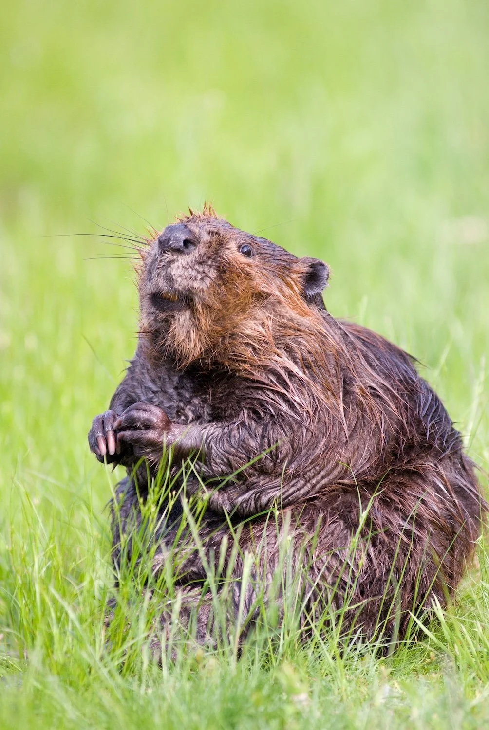 Beaver Symbolism: 7 Spiritual Meanings of the Beaver — Amanda Linette Meder