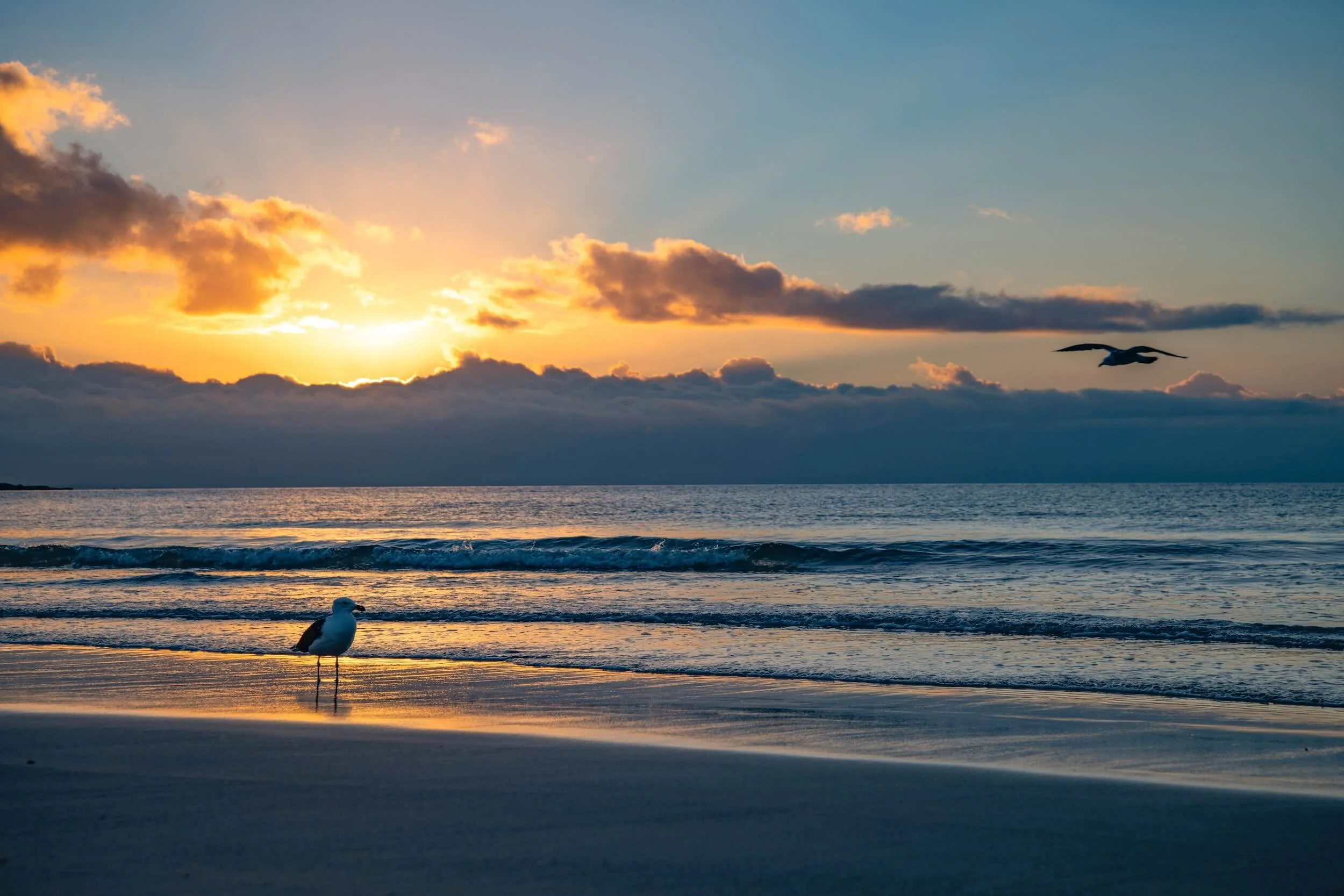 Seagull Symbolism: 10 Spiritual Messages Of The Seagull — Amanda ...