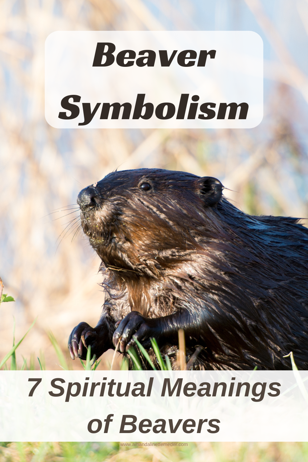 Beaver Symbolism: 7 Spiritual Meanings of the Beaver — Amanda Linette Meder
