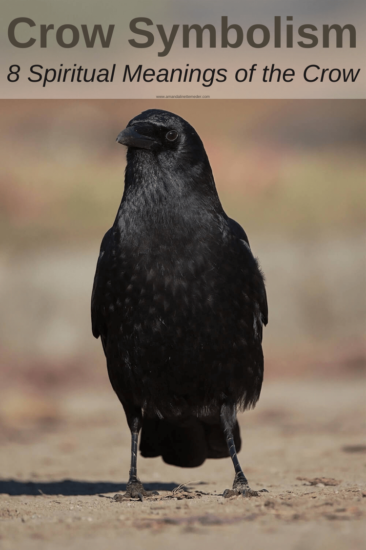 Crow Symbolism: 8 Spiritual Meanings of the Crow