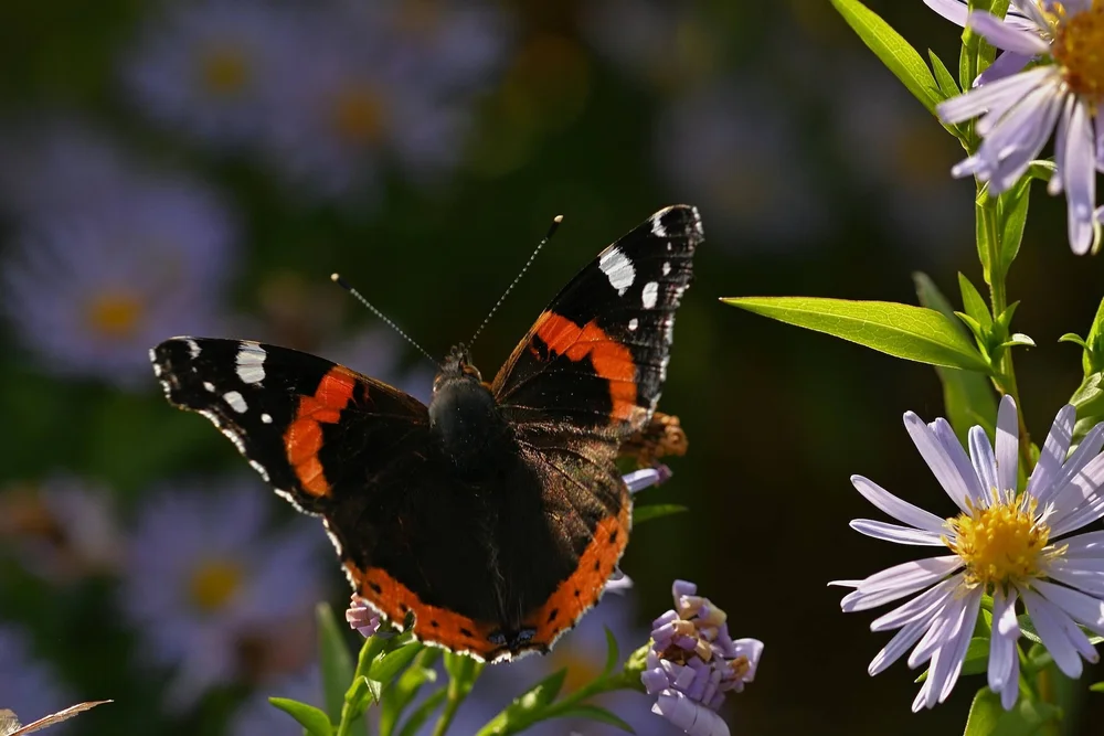 Butterfly Symbolism: 10 Spiritual Meanings of Butterflies — Amanda ...