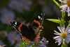 Butterfly Symbolism: 10 Spiritual Meanings of Butterflies — Amanda ...