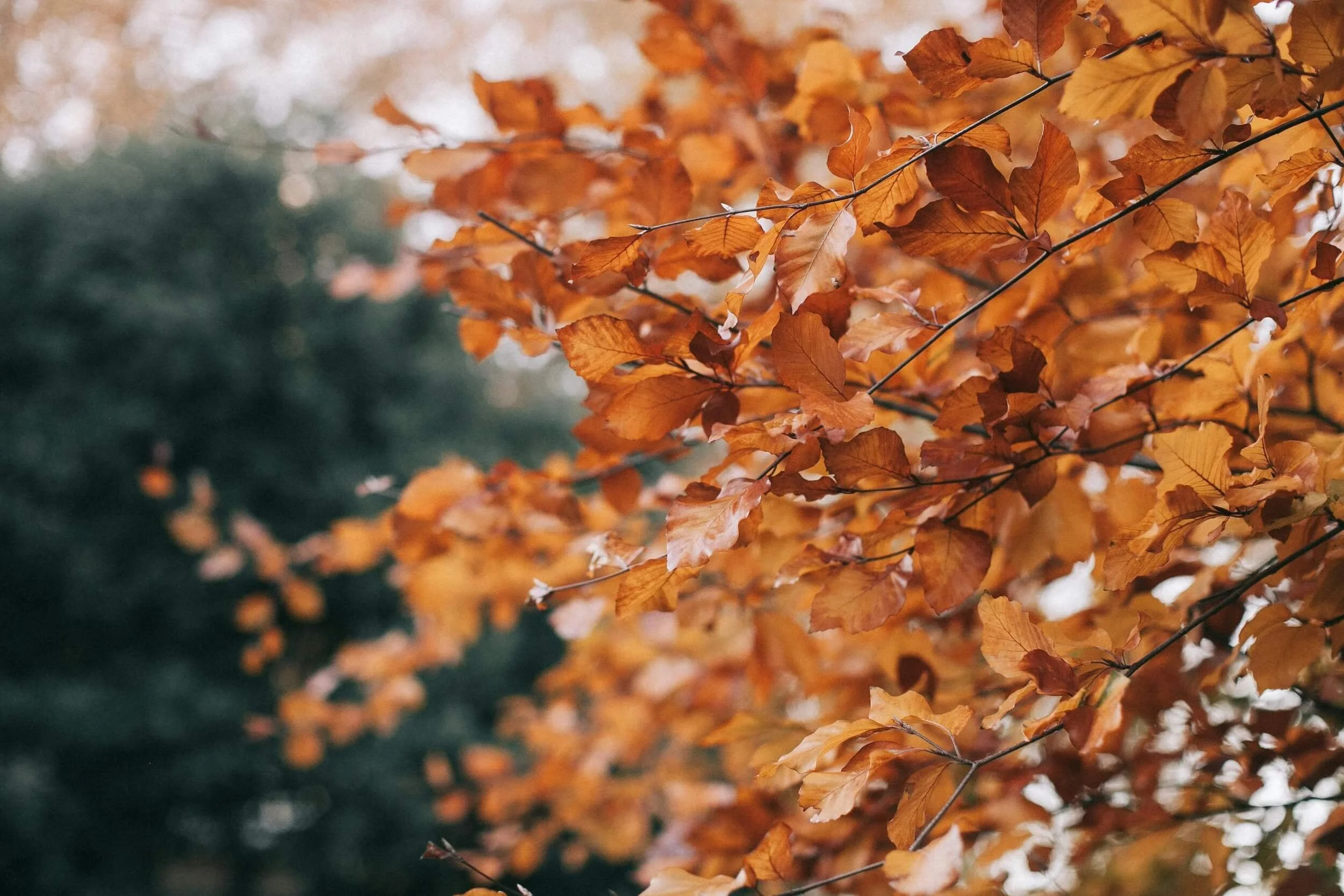 5 Spiritual Meanings of the Fall Equinox