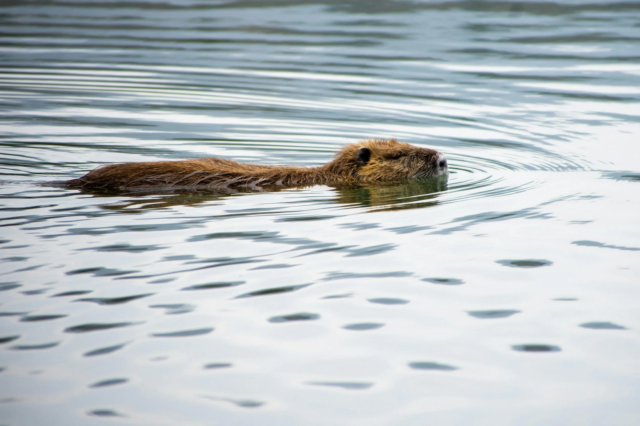 Beaver Symbolism: 7 Spiritual Meanings of the Beaver