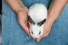 White Rabbit Symbolism