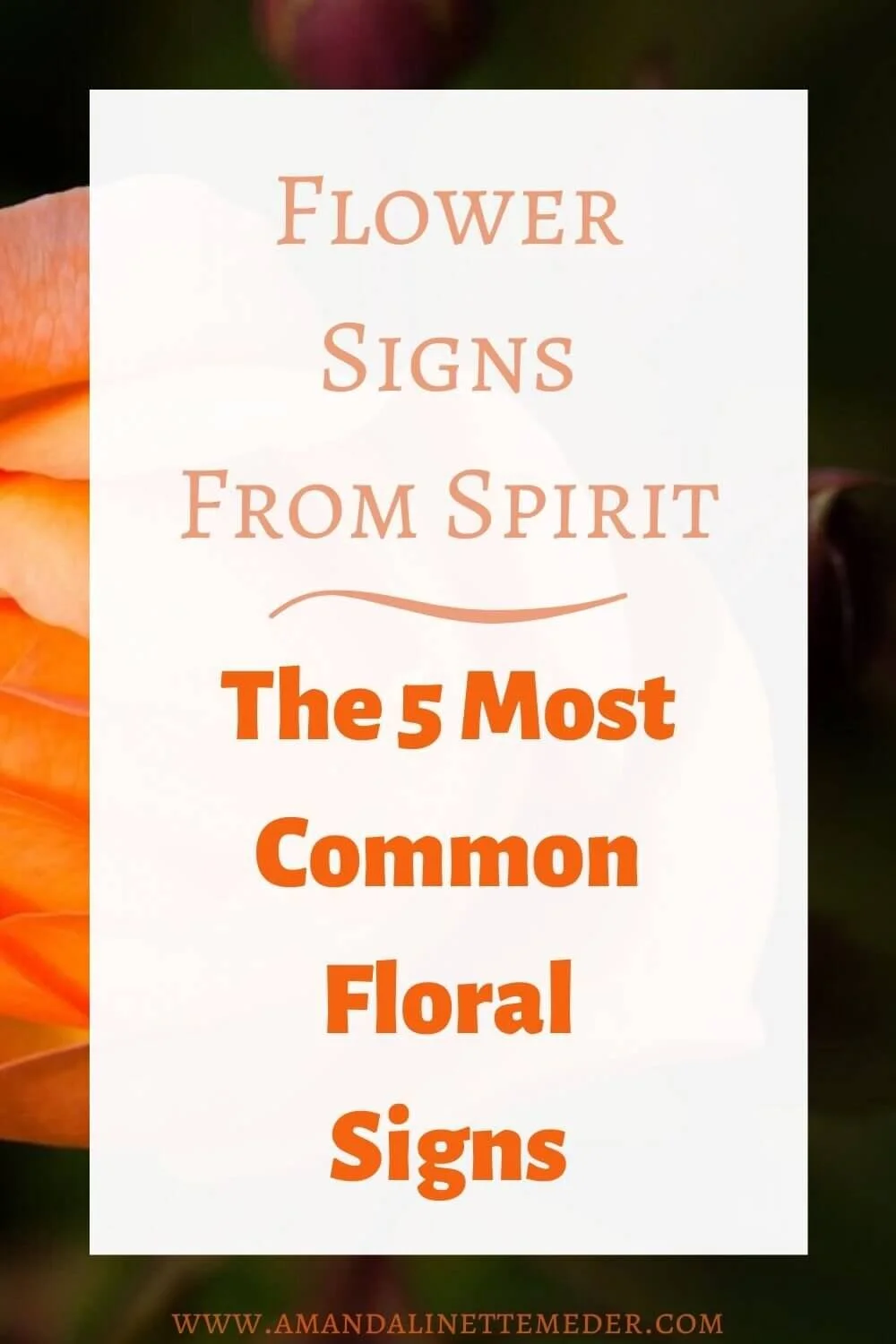 Flower Signs From Spirit