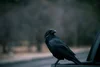 Crow Symbolism: 8 Spiritual Meanings of the Crow