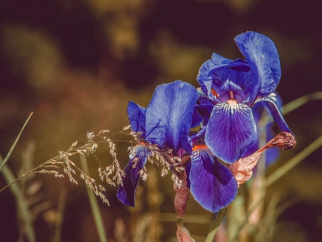 What Is The Symbolic Meaning Of The Iris Flower?