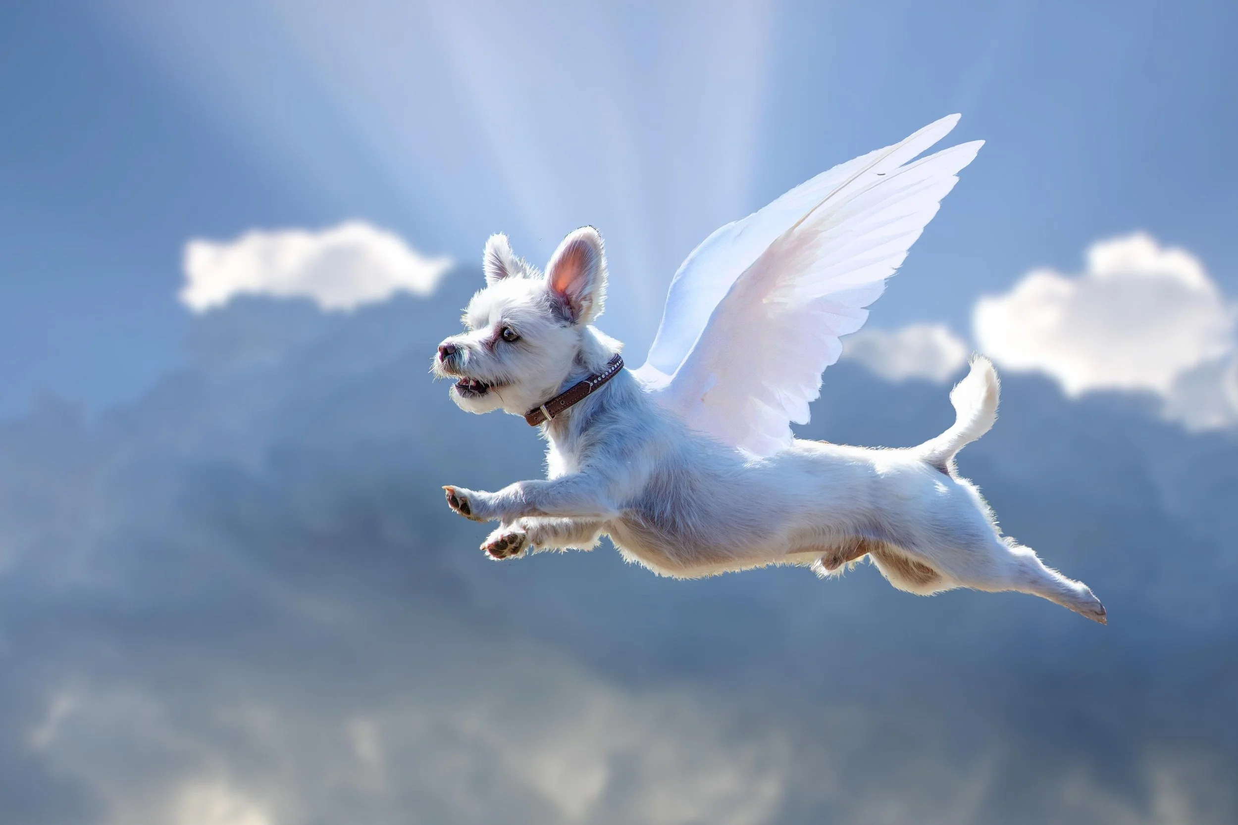 4 Signs Your Pet Is Spiritually Communicating With You