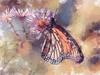 Butterfly Symbolism: 10 Spiritual Meanings of Butterflies — Amanda ...