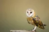 Owl Symbolism: 9 Spiritual Meanings of this Mystical Bird