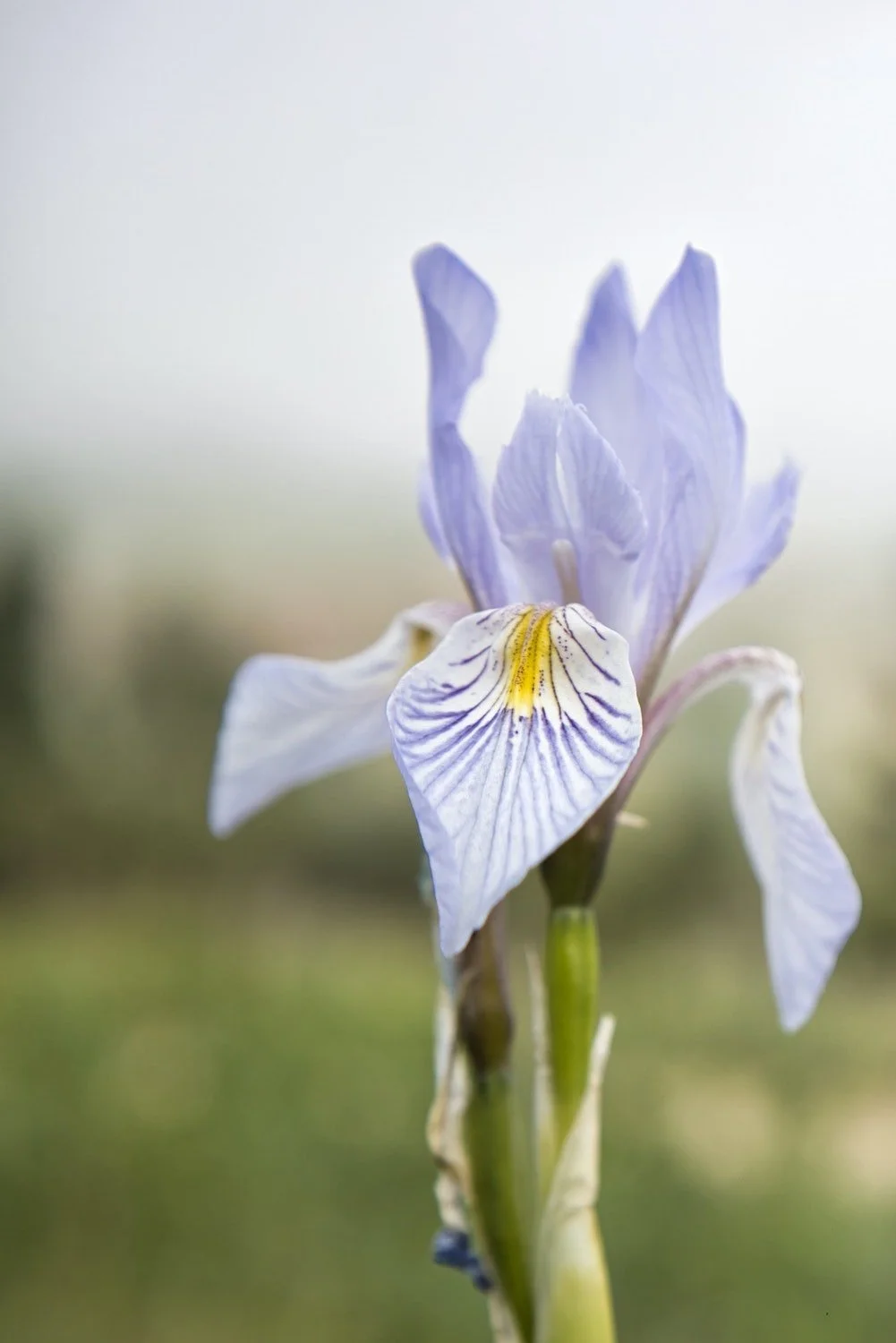 What Is The Symbolic Meaning Of The Iris Flower? — Amanda Linette Meder