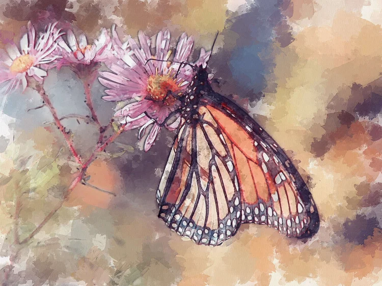 Butterfly Symbolism: 10 Spiritual Meanings of Butterflies — Amanda ...