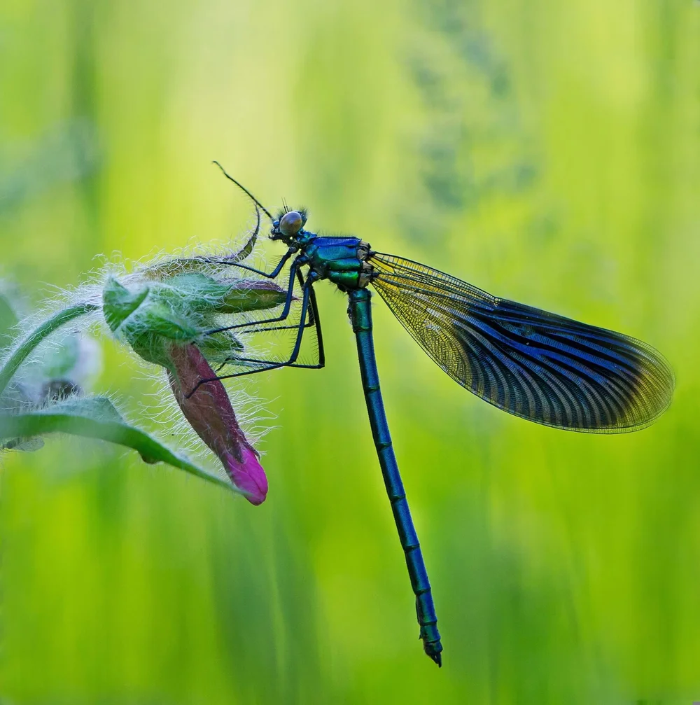 Dragonfly Symbolism: 8 Spiritual Messages of the Dragonfly