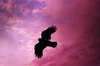 What Bird Signs Symbolize & How To Identify A Bird Sign
