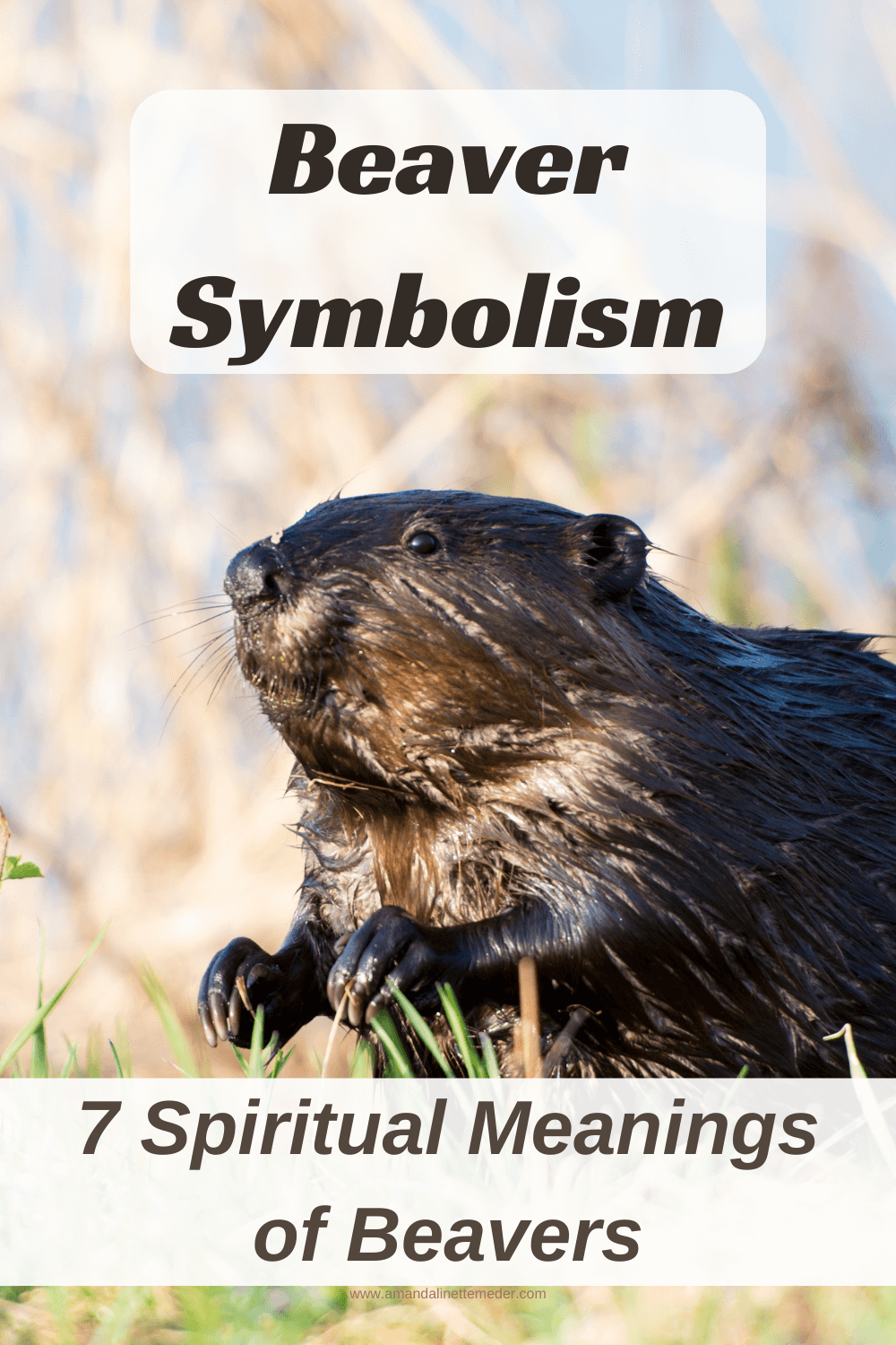Beaver Symbolism: 7 Spiritual Meanings of the Beaver