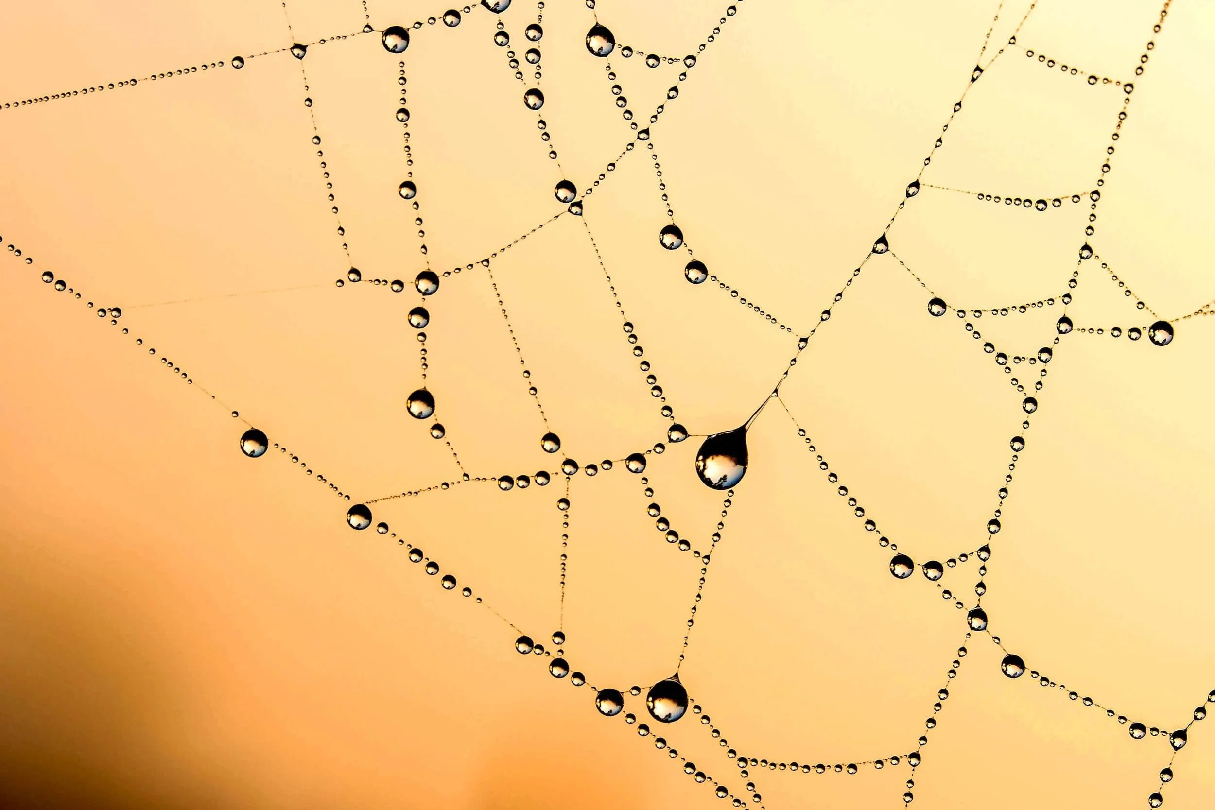 Spider Symbolism: 7 Spiritual Messages of the Spider — Amanda Linette Meder