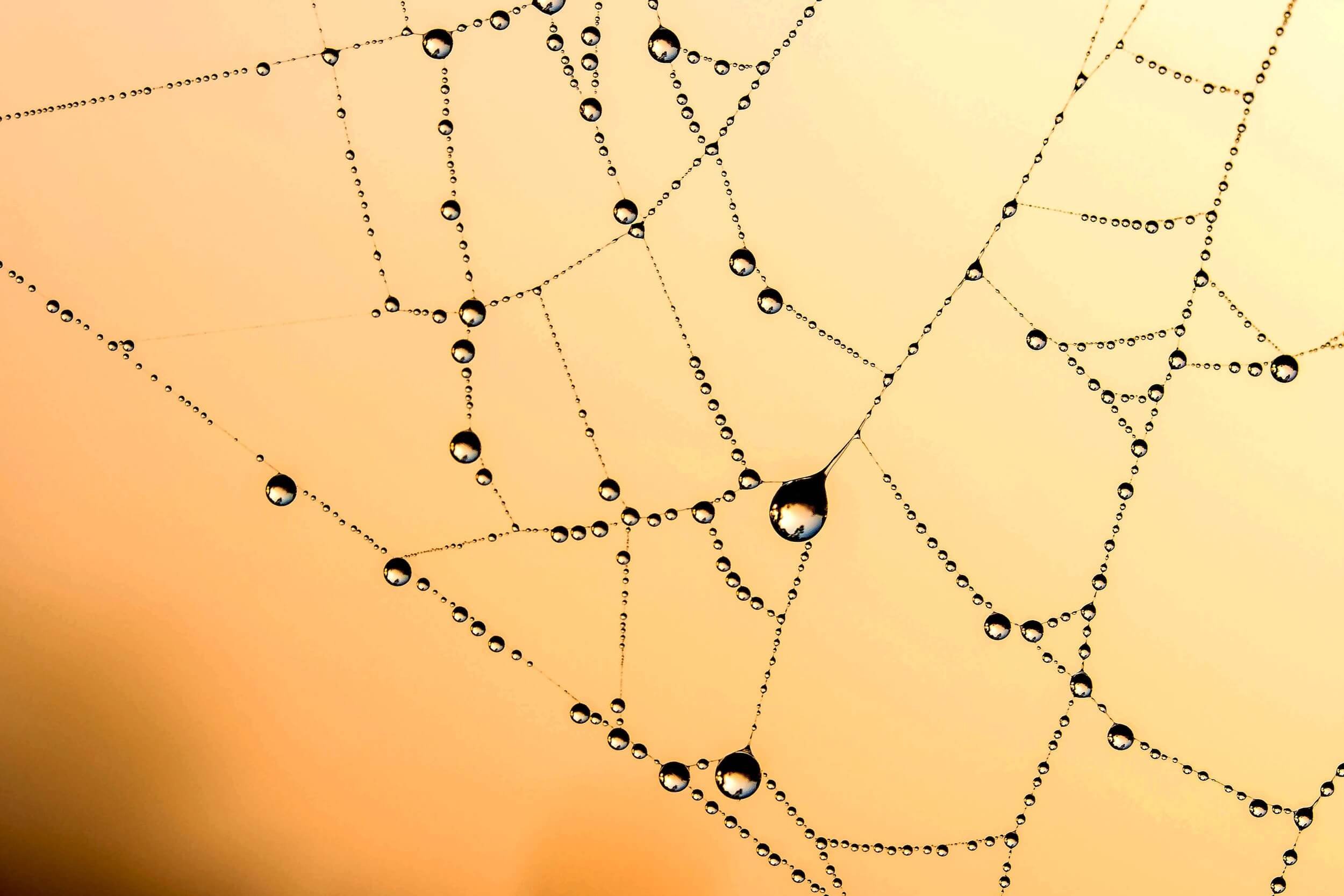 Spider Symbolism: 7 Spiritual Messages of the Spider — Amanda Linette Meder