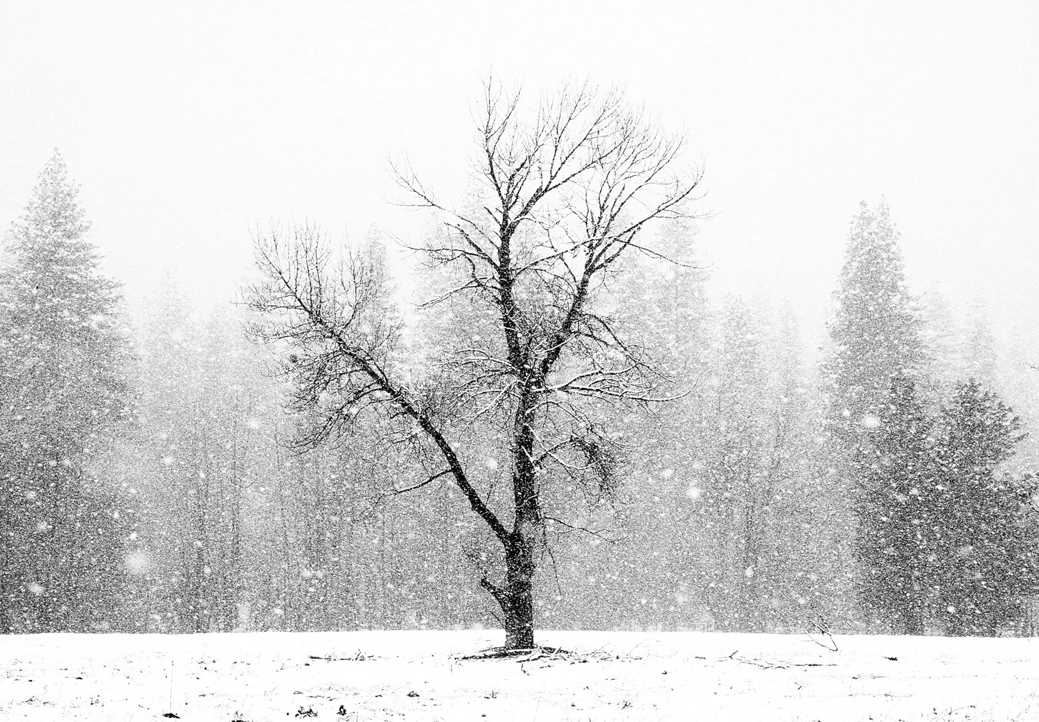 photos — John Zissimos