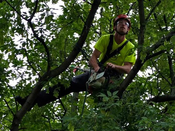 Video — Leilak Anderson Tree Service