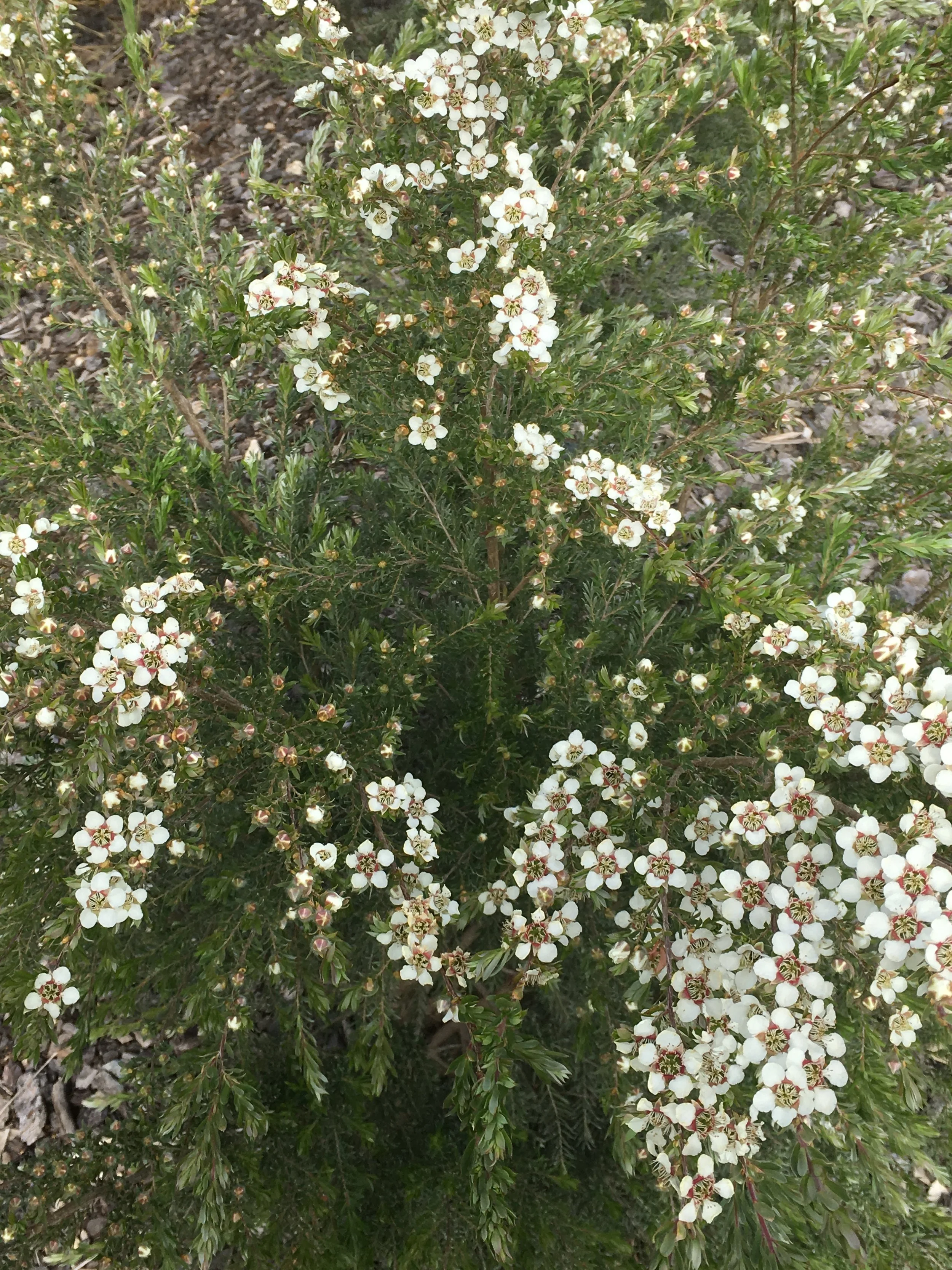 Australian Tea Tree Plant