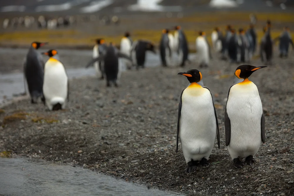 Selective Focus Definition: How To Limit Focus For Better Photos